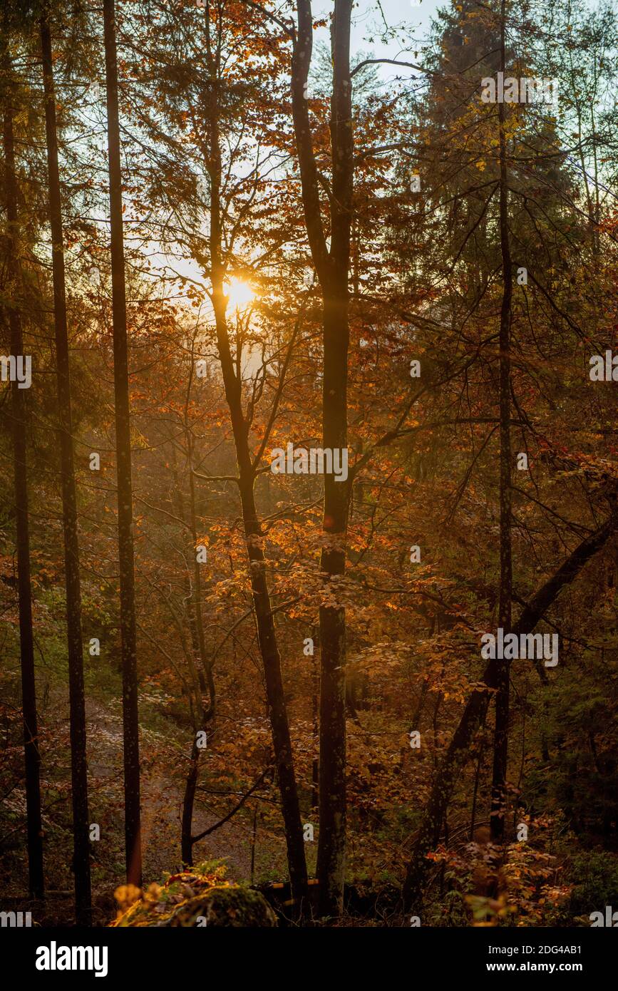 bright colors of the forest in autumn Stock Photo - Alamy