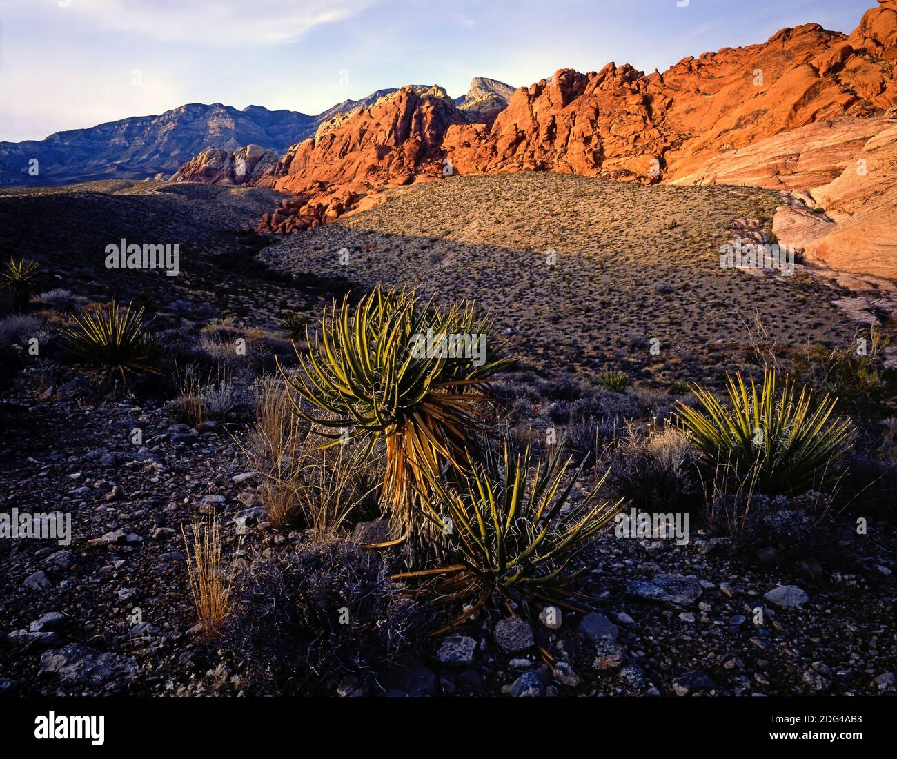 Red rock canyon nevada agave hi-res stock photography and images - Alamy