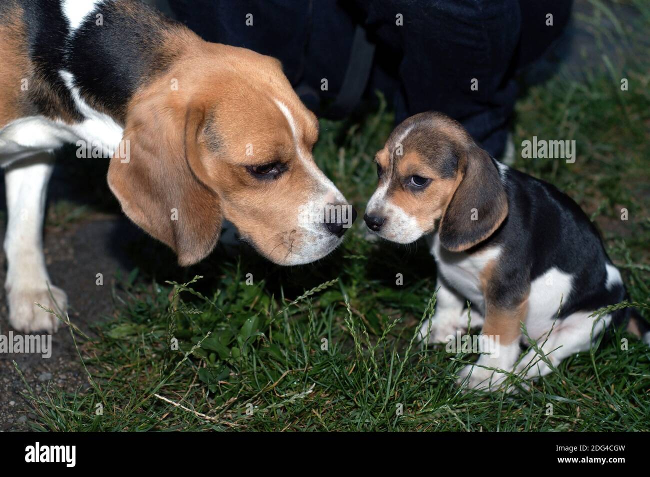 Puppy beagle hi-res stock photography and images - Alamy
