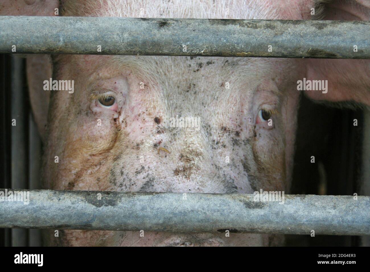 Factory farming hi-res stock photography and images - Alamy