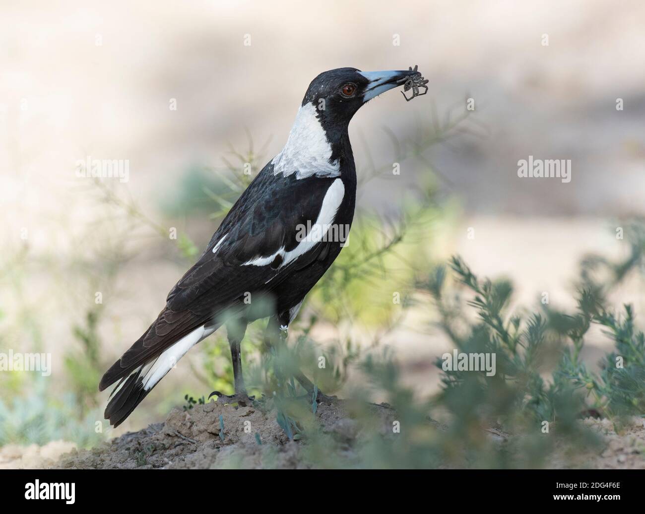 Magpie with spider in his beak Stock Photo - Alamy