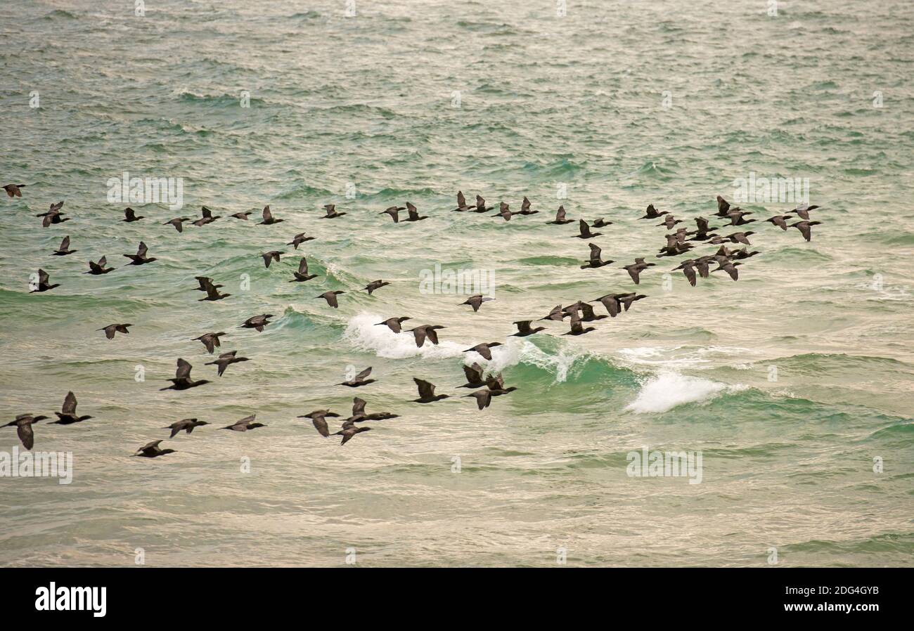 Large flock of cormorants fly over the Pacific ocean on the north coast ...