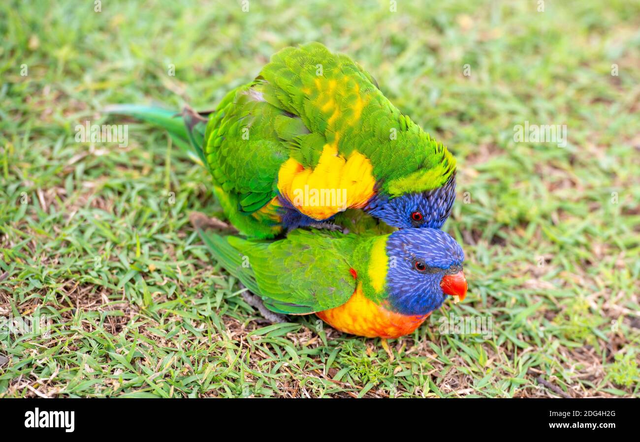 Rainbow lorikeets mating in the north of Australia Stock Photo - Alamy