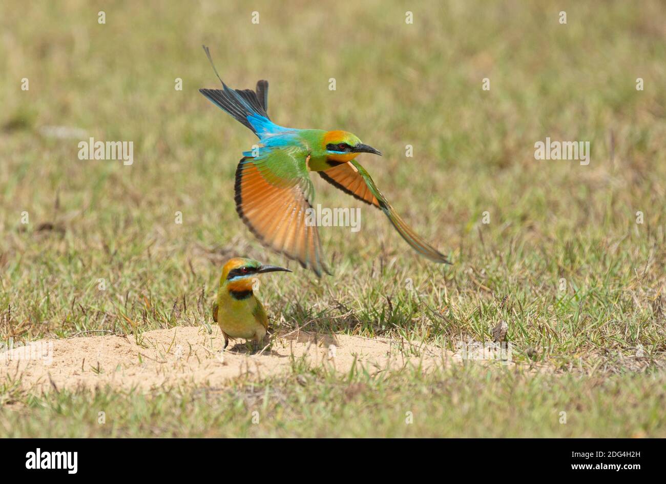 Rainbow bee eaters nesting on the ground on the north coast of New ...