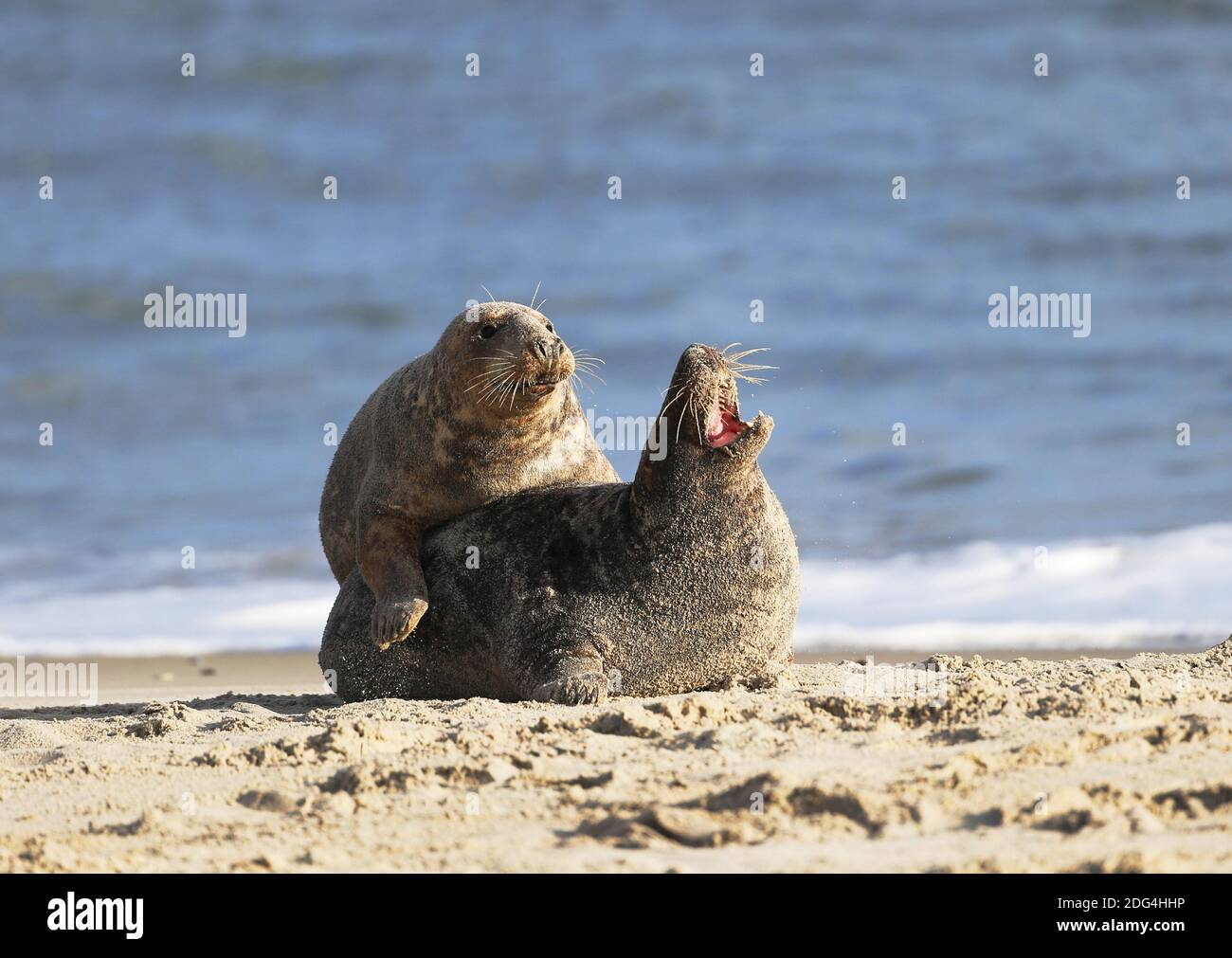 Fin footed mammals hi-res stock photography and images - Alamy
