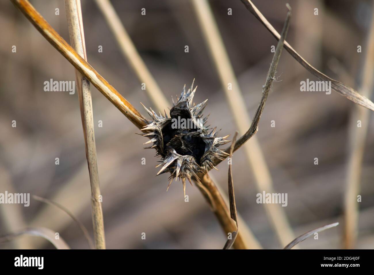 The spikes of dried milkweed seed pods stand out against a background ...