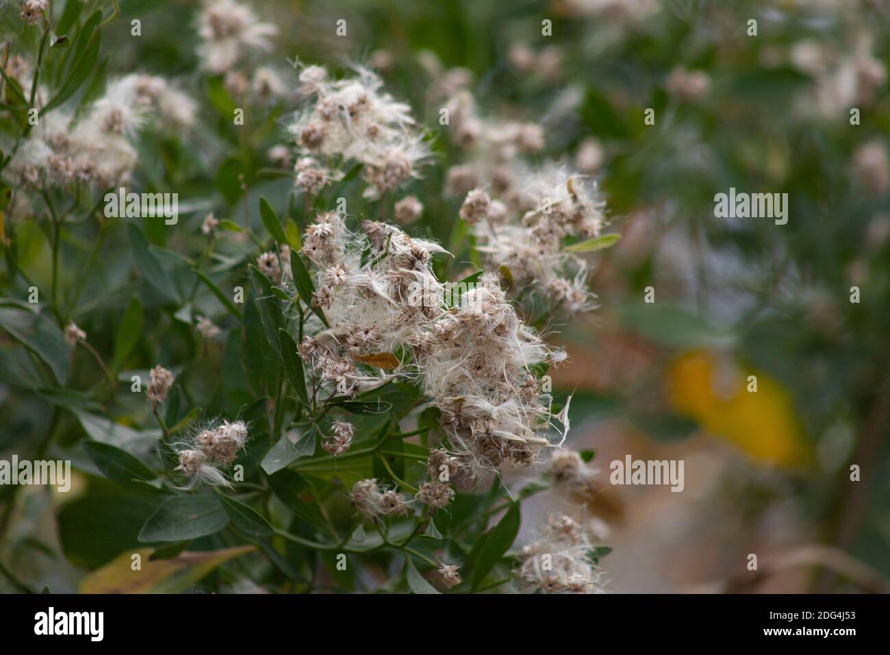 Seed life cycle hi-res stock photography and images - Alamy
