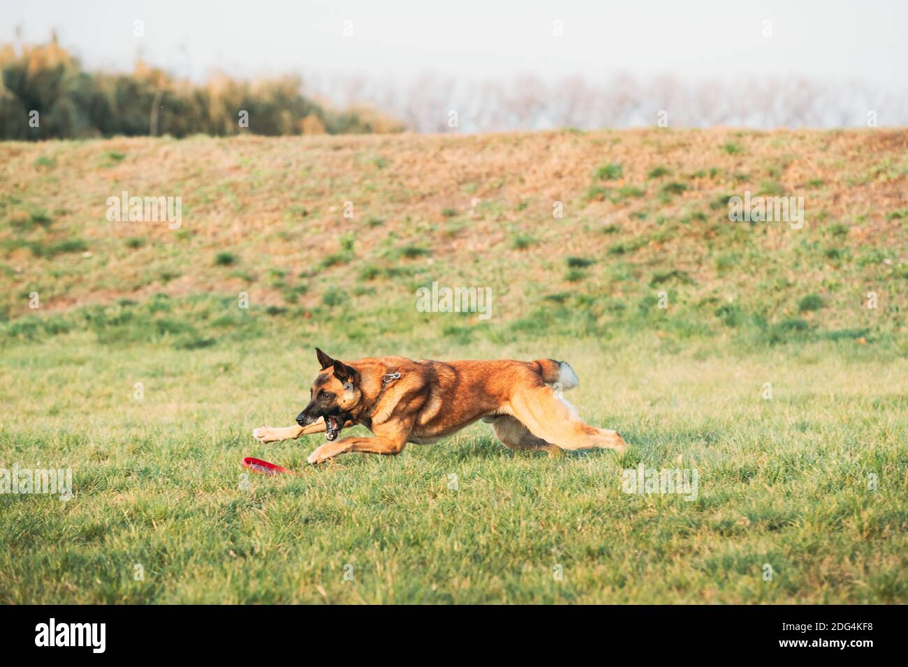 Running malinois hi-res stock photography and images - Alamy