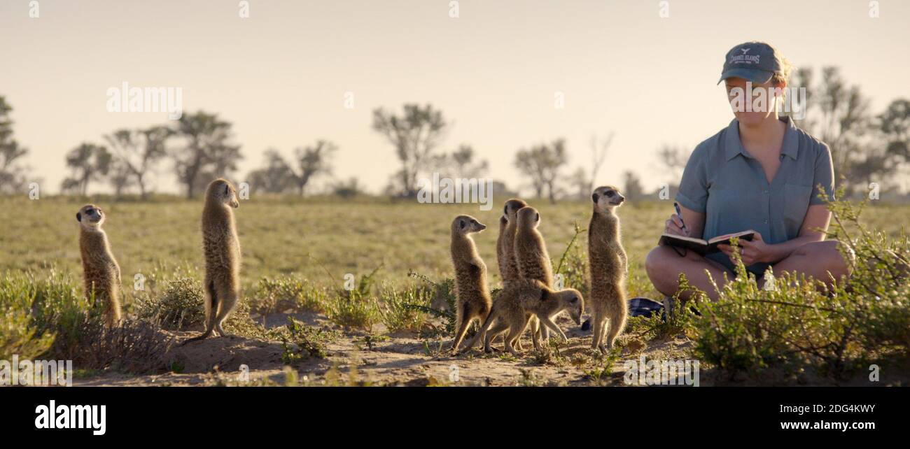 ALIEN WORLDS, Kristy Macleod with a group of meerkats in the Kalahari ...