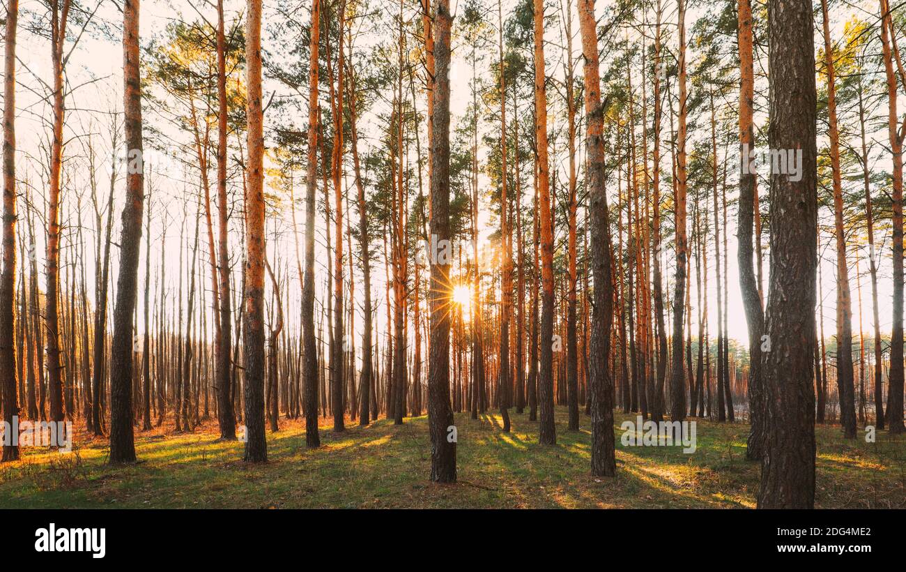 Beautiful Sunset Sunrise Sun Sunshine In Sunny Spring Coniferous Forest ...