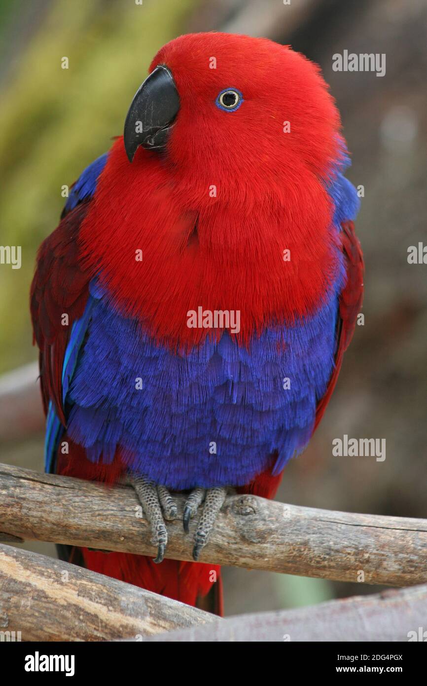Eclectus parrot, female Stock Photo - Alamy