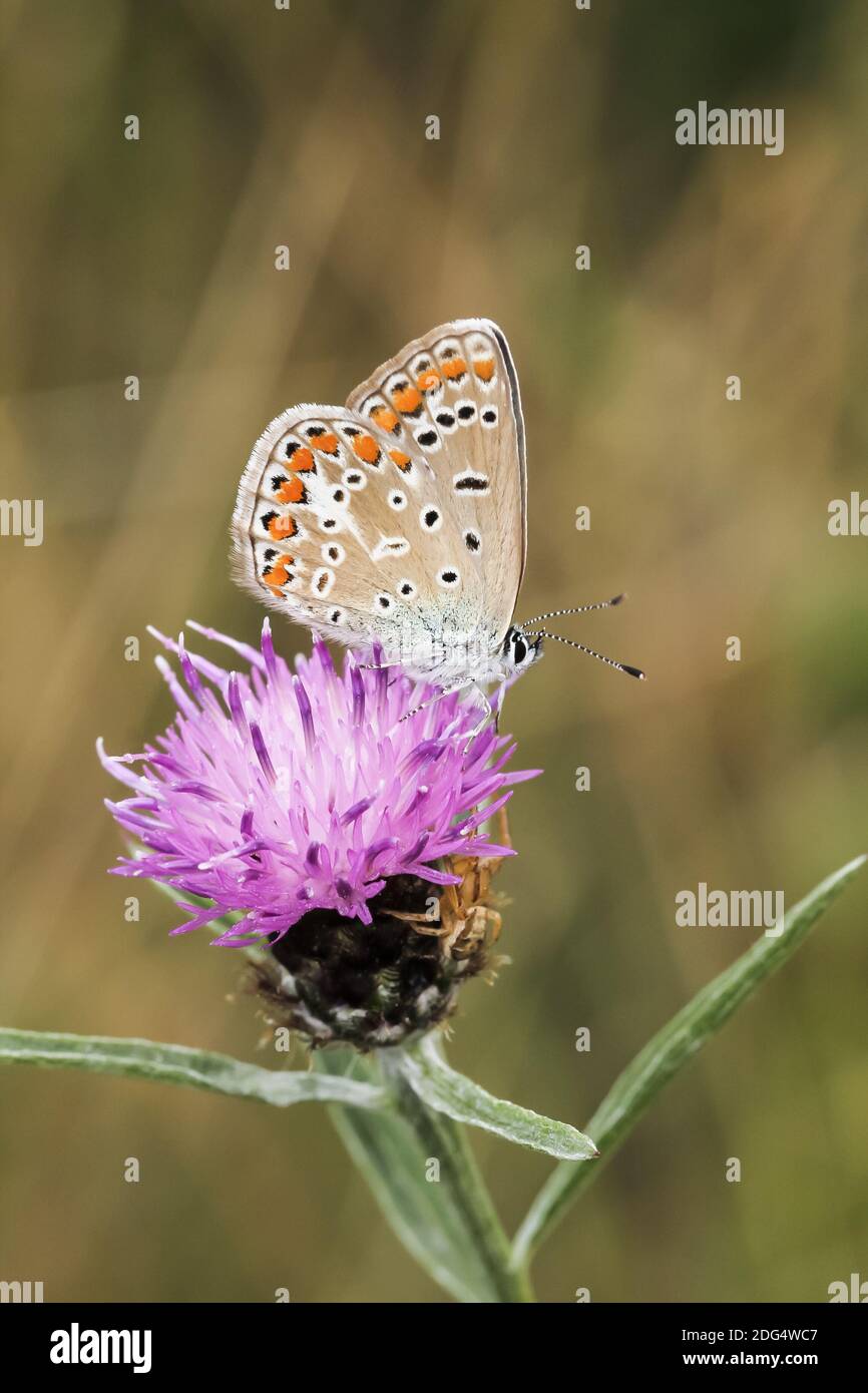 Polyommatus icarus, Common Blue butterfly, Germany Stock Photo - Alamy