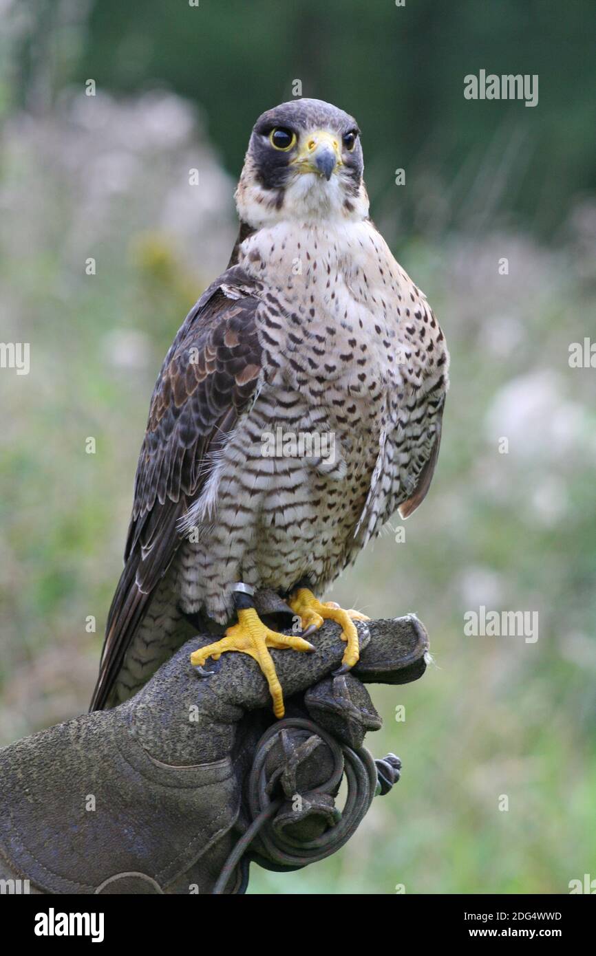 Peregrine falcon in a falconry Stock Photo - Alamy