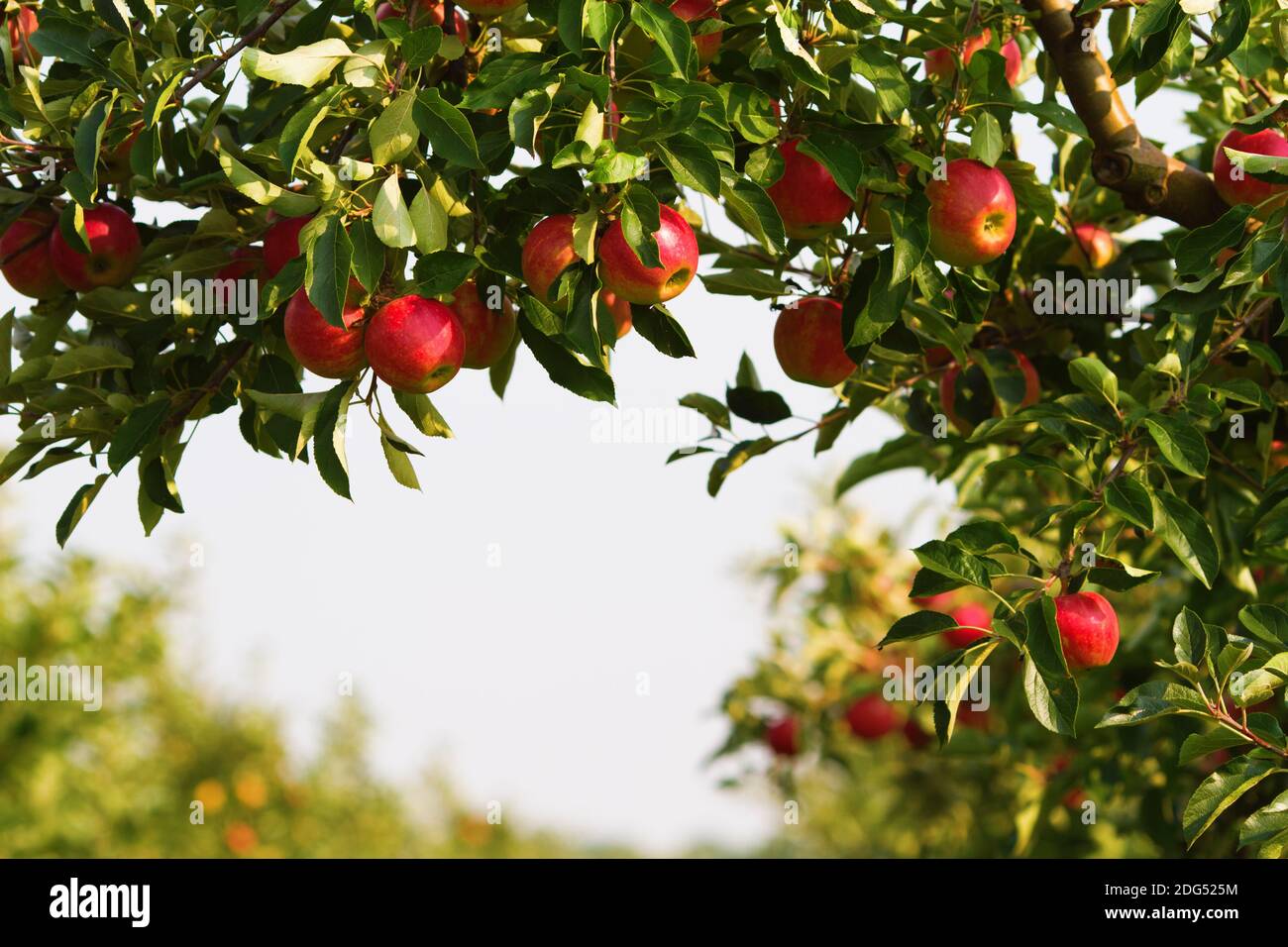 Apple tree in an orchard Stock Photo - Alamy