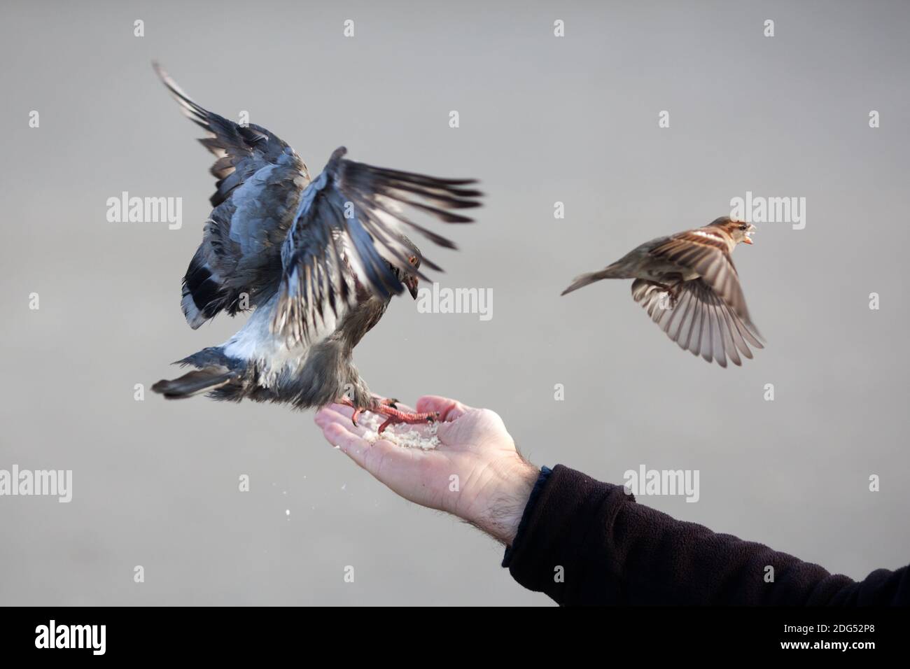 Flying sparrow hi-res stock photography and images - Alamy