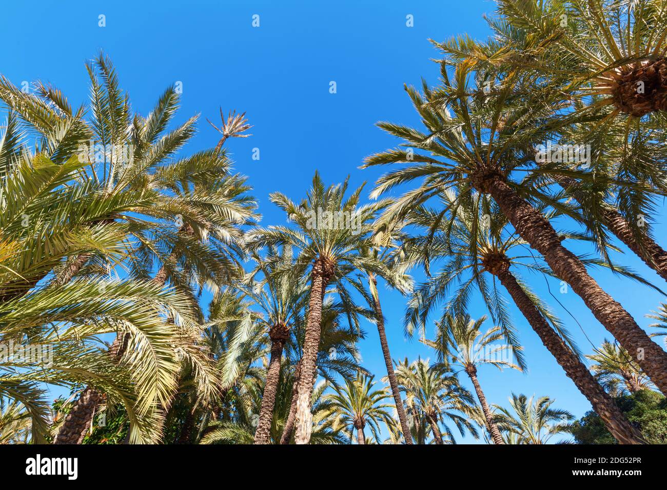 Elche palm hi-res stock photography and images - Alamy
