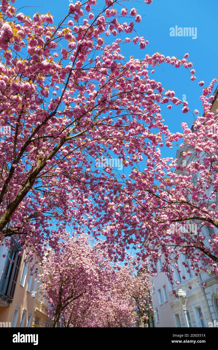 Street in the old town of Bonn, Germany, during the cherry blossom ...