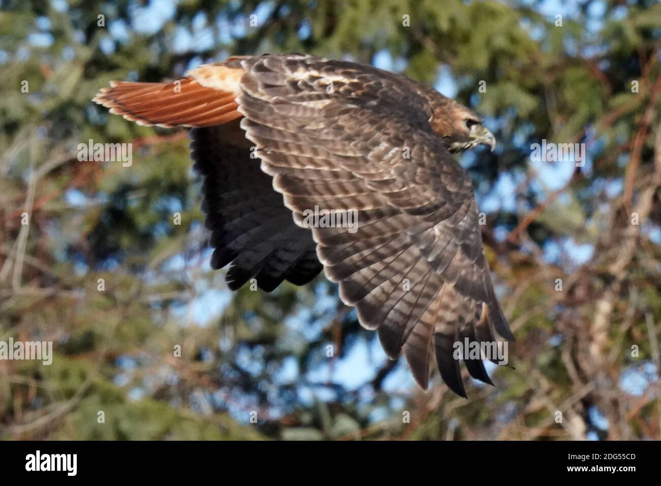 Red tailed hawk in very warm light hi-res stock photography and images ...