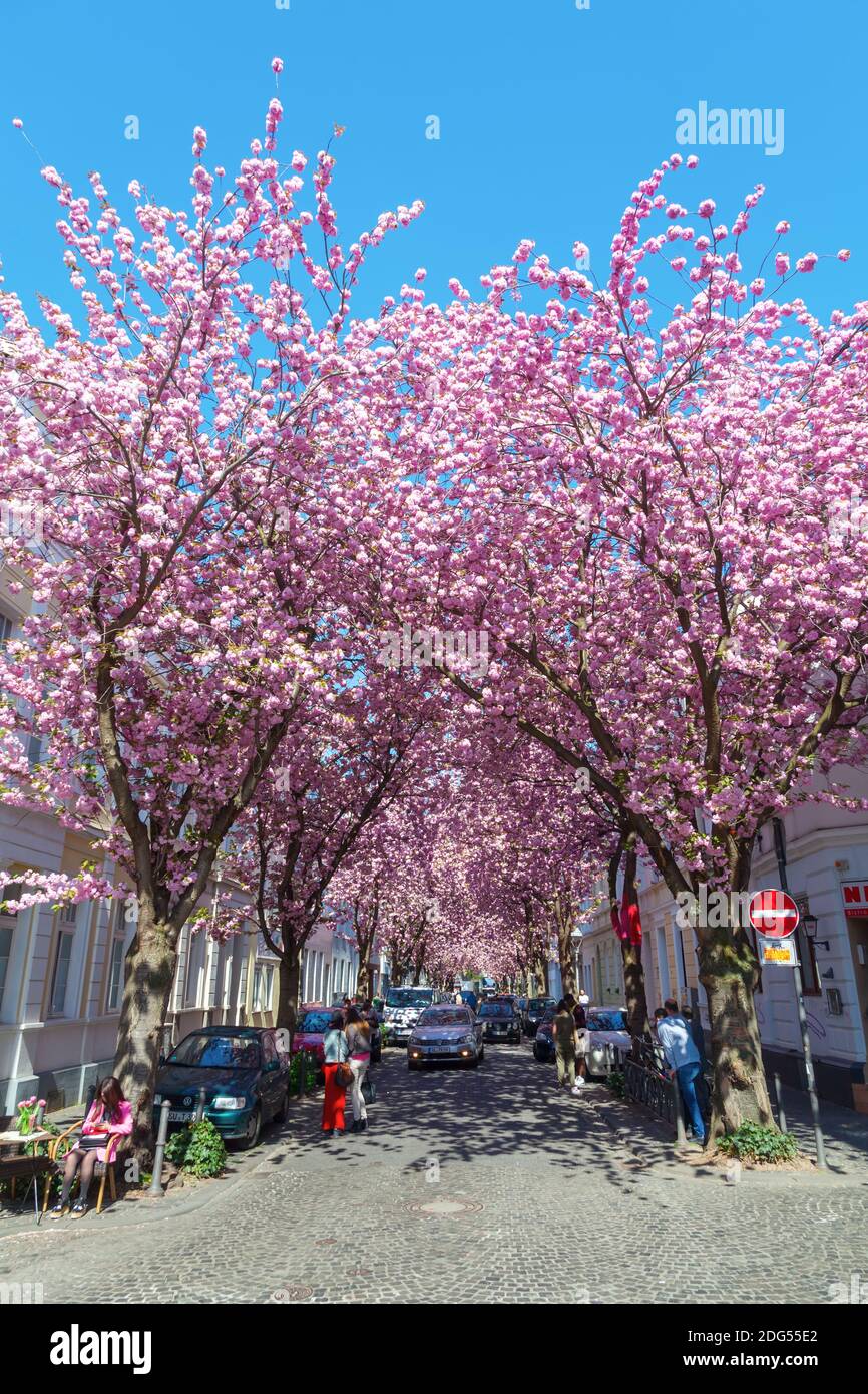 Old cherry tree hi-res stock photography and images - Alamy