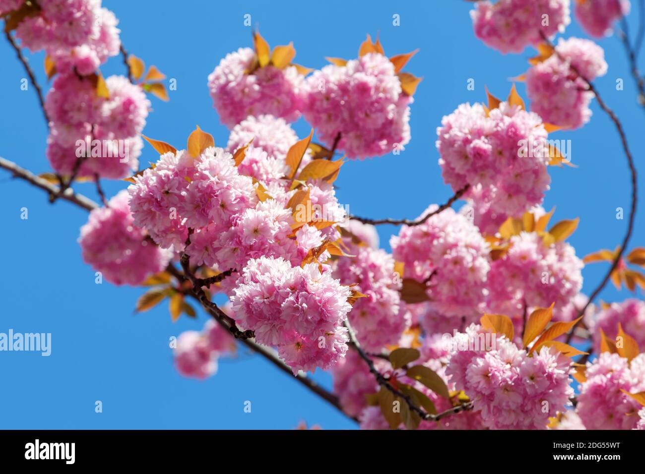 Early spring cherry blossoms hi-res stock photography and images - Alamy