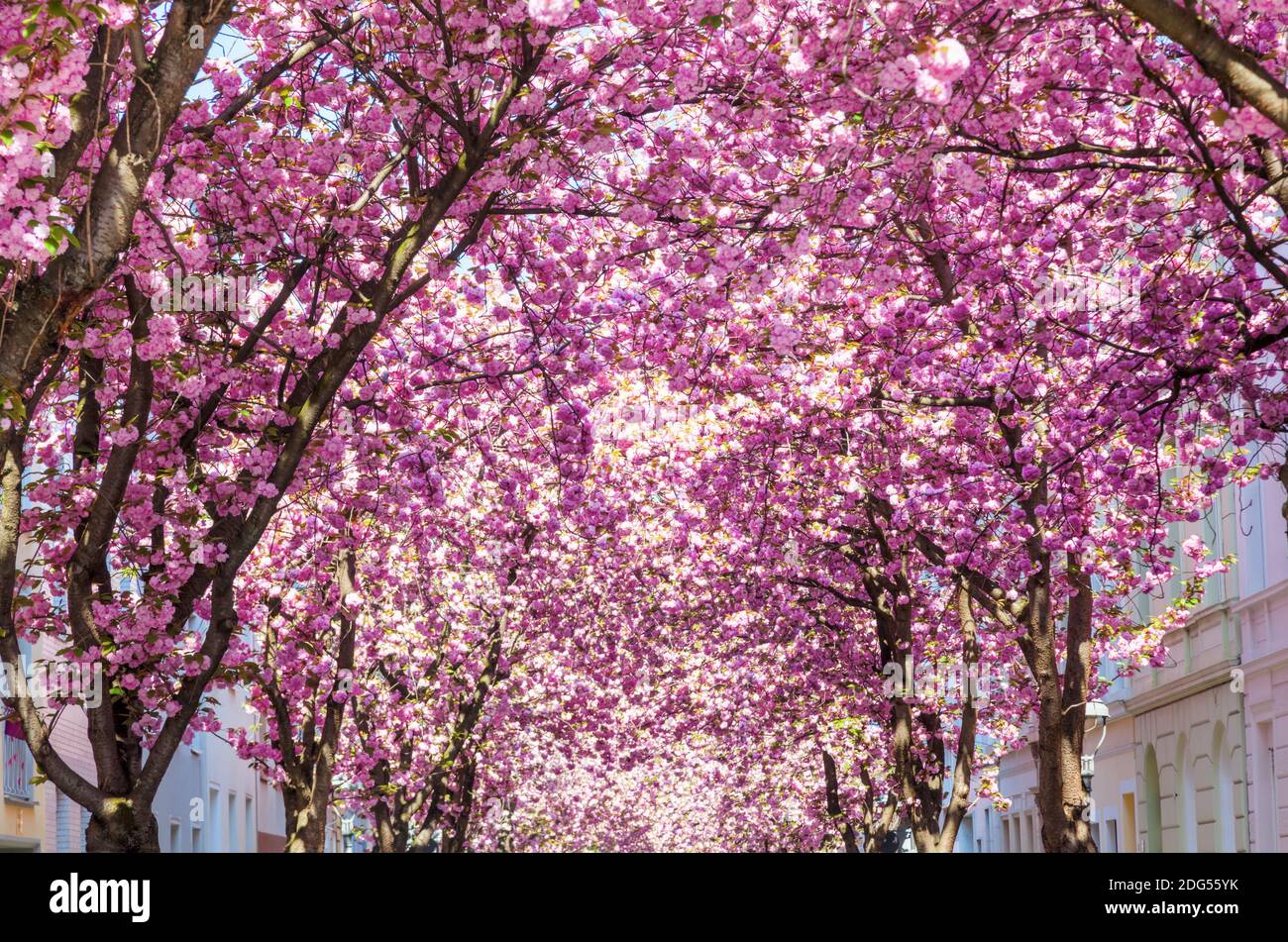 Street in the old town of Bonn, Germany, during the cherry blossom ...