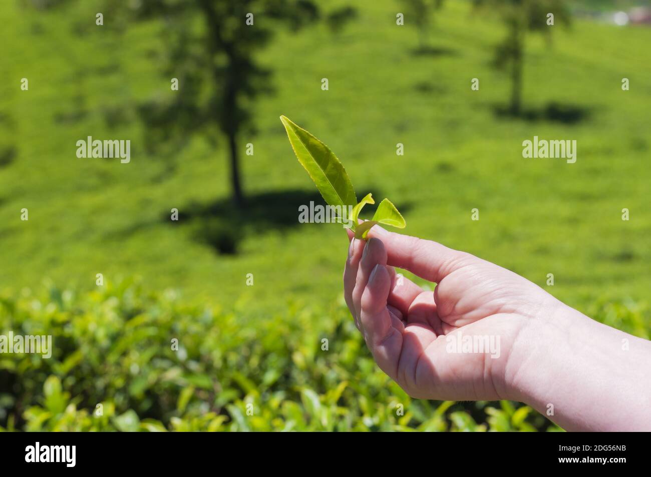 Hand from a women to hold tea leafs in background from the tea ...