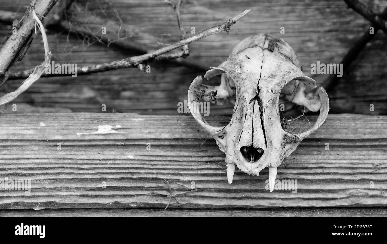 Skull on grass Black and White Stock Photos & Images - Alamy