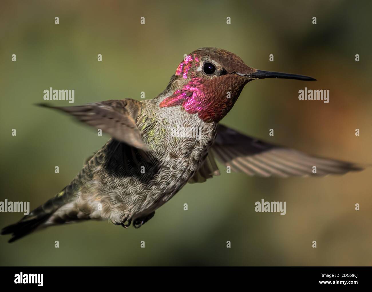 Hummingbird in Flight Stock Photo - Alamy