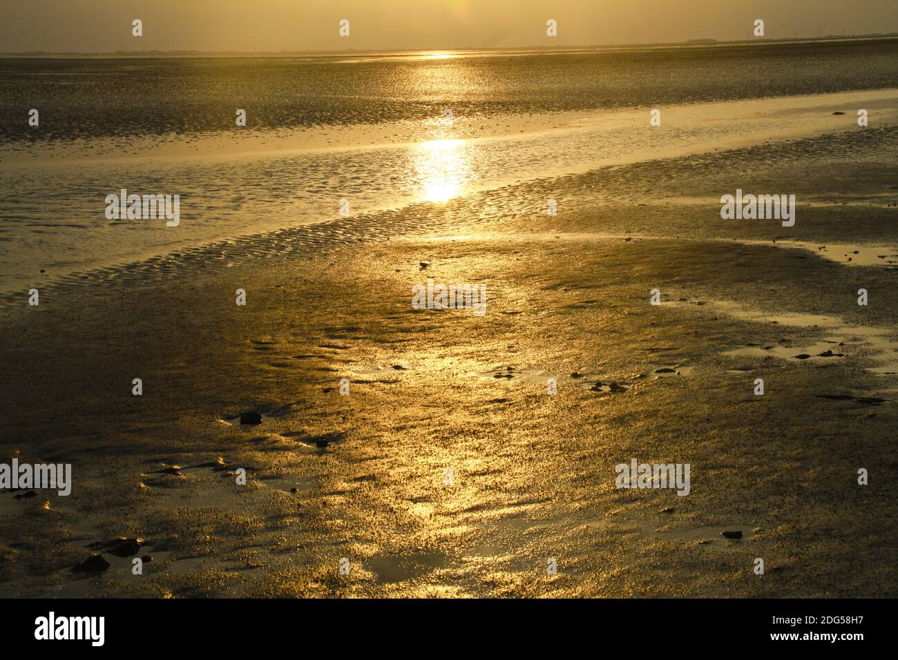 Wadden sea wildlife hi-res stock photography and images - Alamy