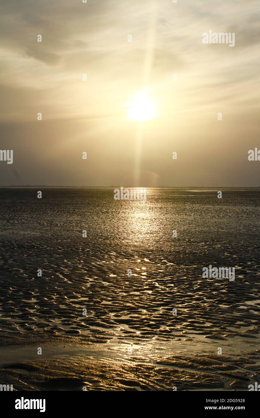 Wadden sea wildlife hi-res stock photography and images - Alamy