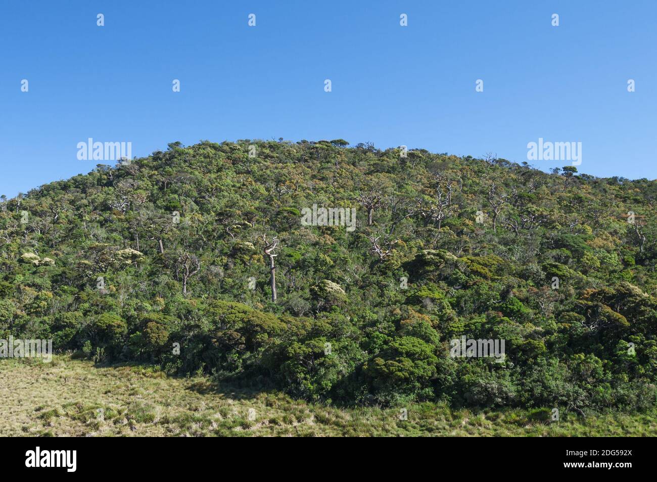 Horton Plains National Park Stock Photo - Alamy