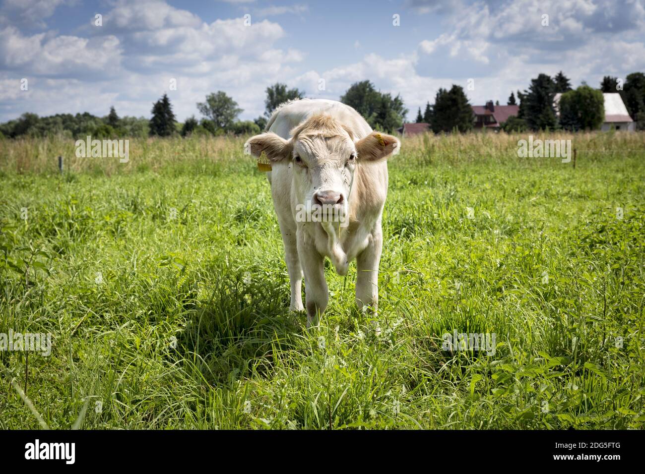 Rindvieh hi-res stock photography and images - Alamy