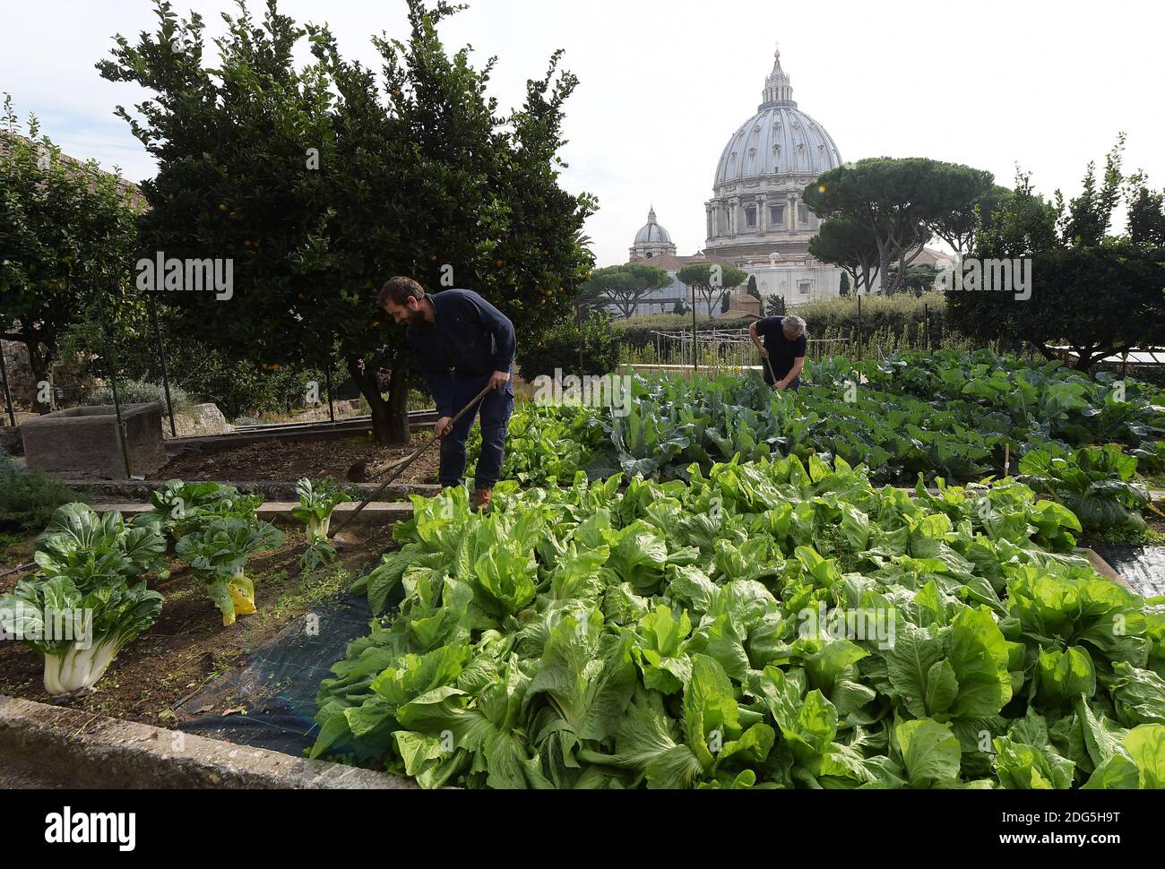 Gardeners working in the vegetable gardens of the Vatican on October ...
