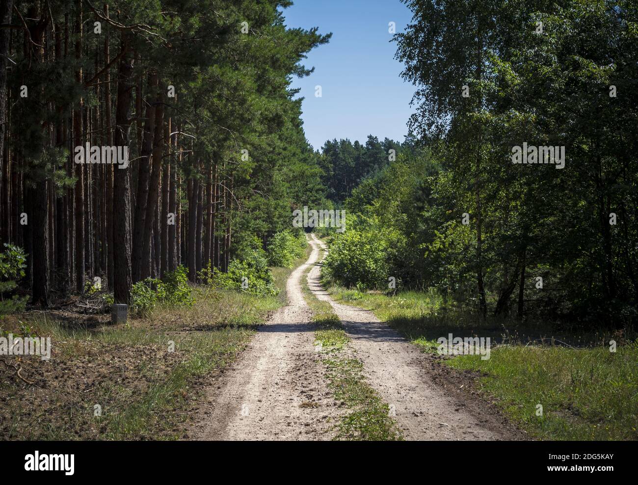 Narrow forest path Stock Photo - Alamy