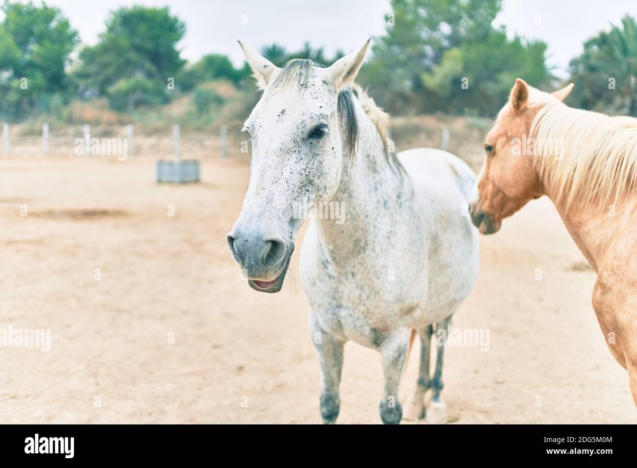 Adorable horses at the farm Stock Photo - Alamy