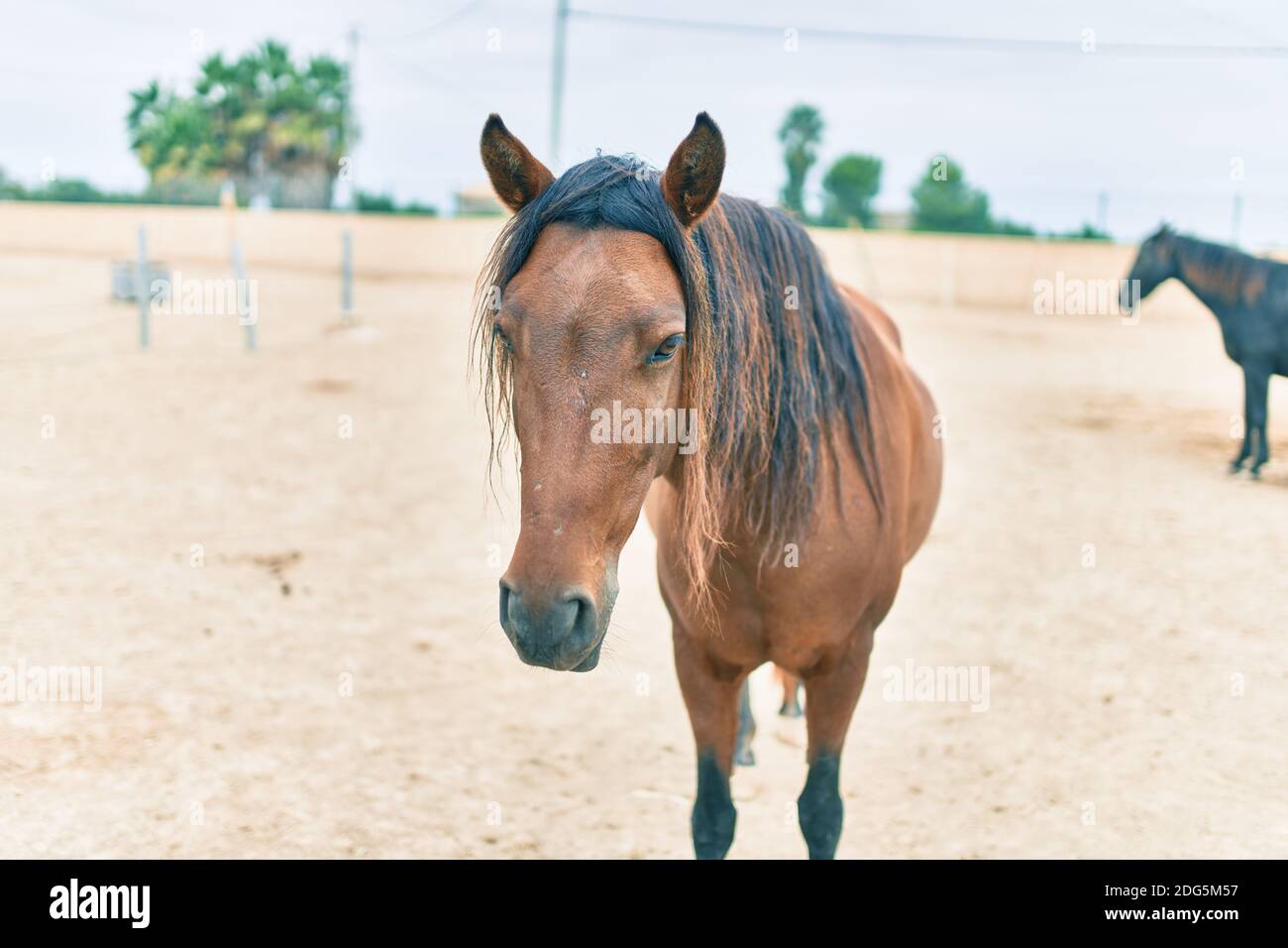 Adorable horse at the farm Stock Photo - Alamy