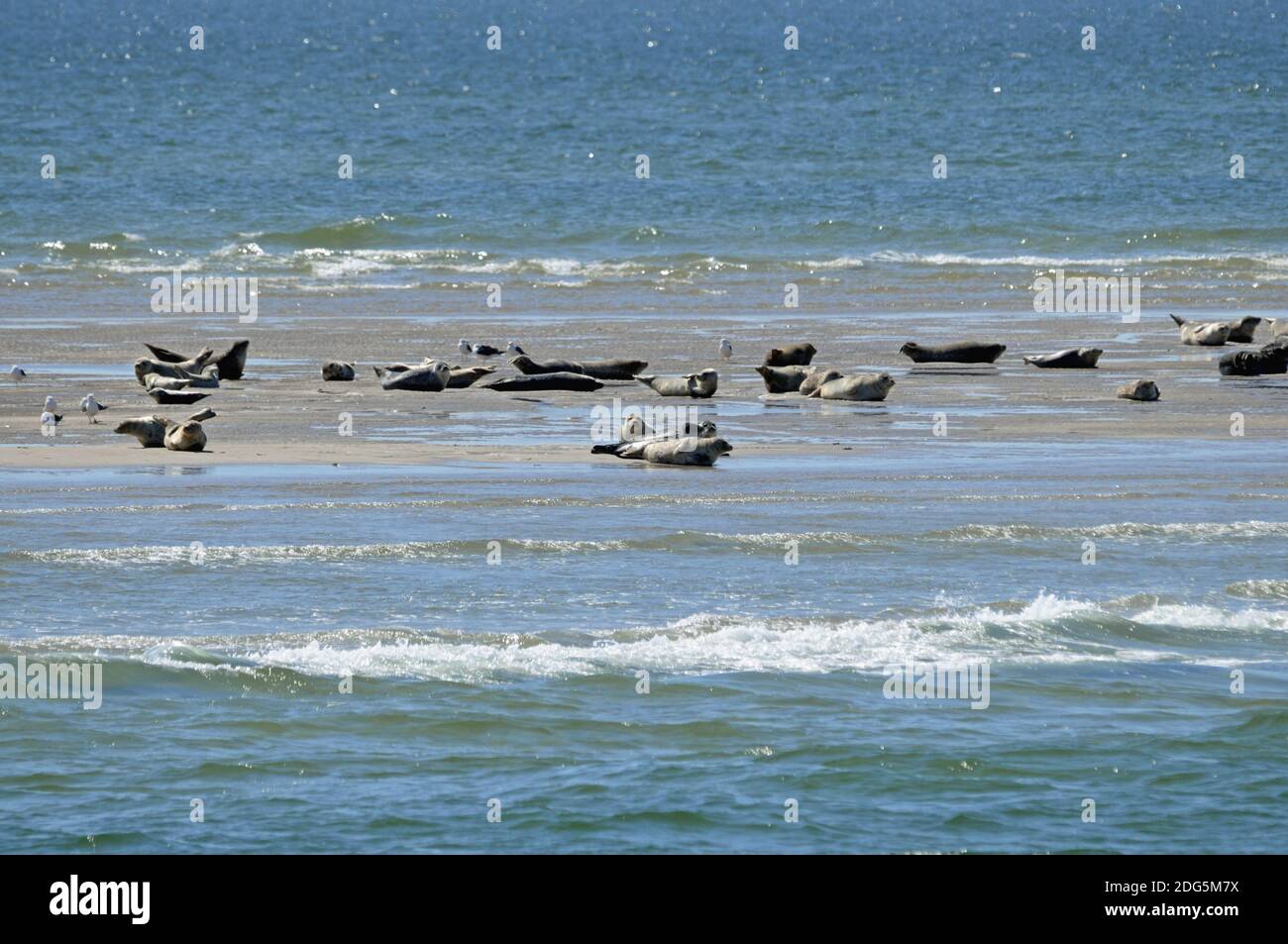 Seehunde sandbank hi-res stock photography and images - Alamy