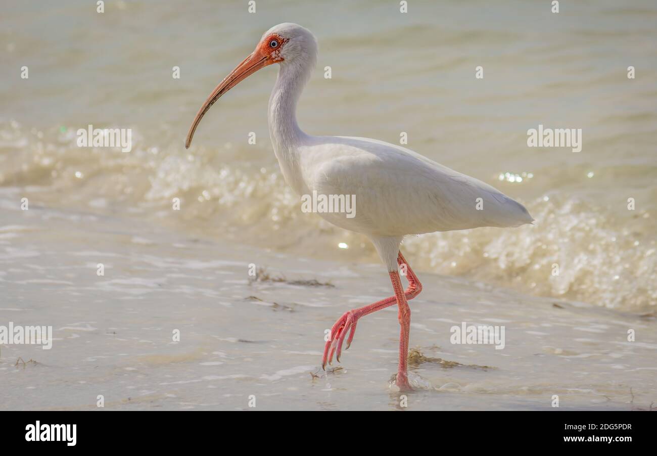 Wild Ibis on the Atlantic Ocean, Florida, USA Stock Photo - Alamy