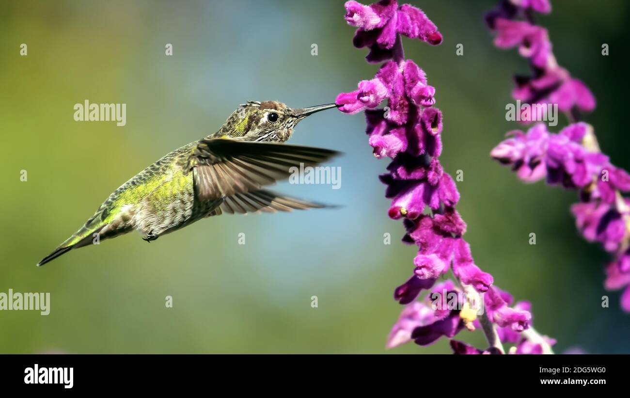 Hummingbird in Flight, Color Image, Day Stock Photo - Alamy