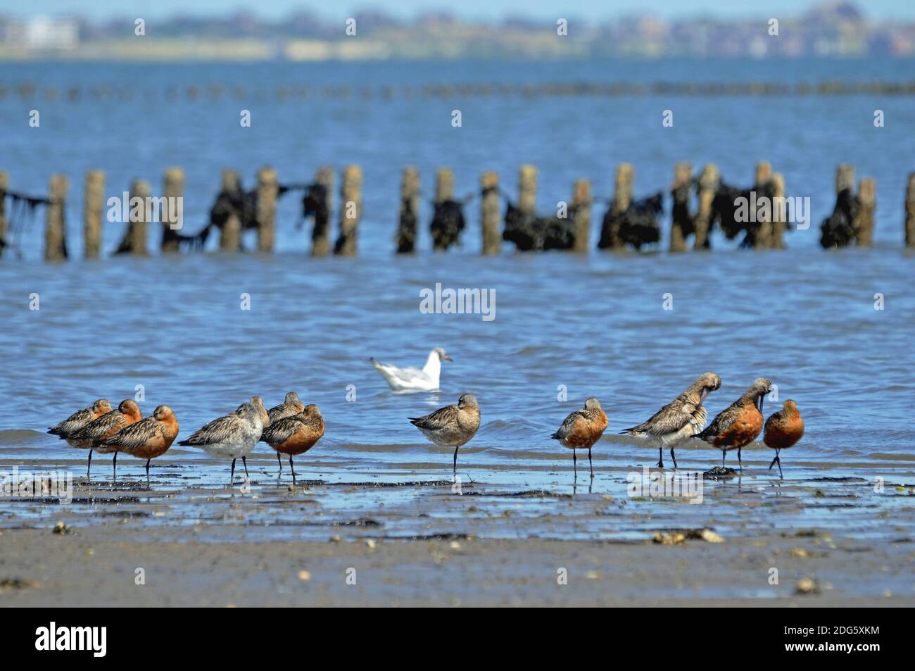 Godwits hi-res stock photography and images - Alamy