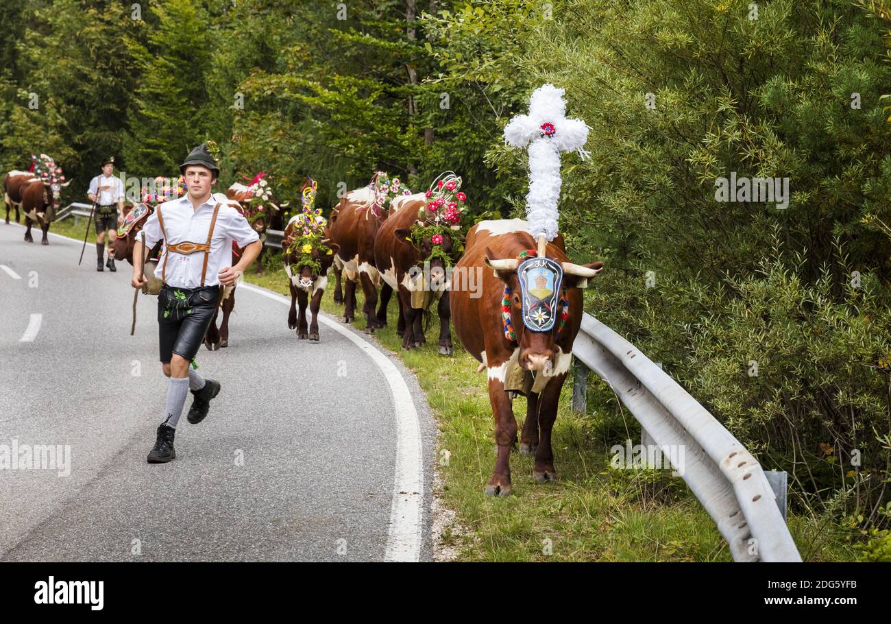 Almabtrieb hi-res stock photography and images - Alamy
