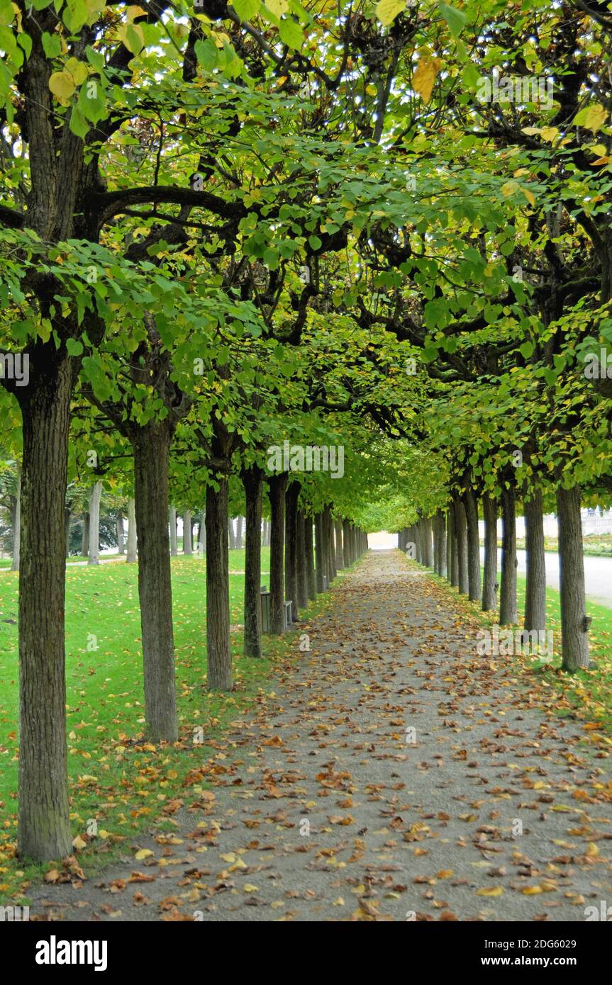 Alley with trees hi-res stock photography and images - Alamy