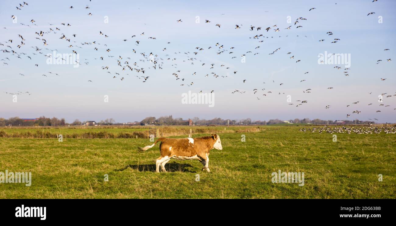 Out to pasture Stock Photo - Alamy