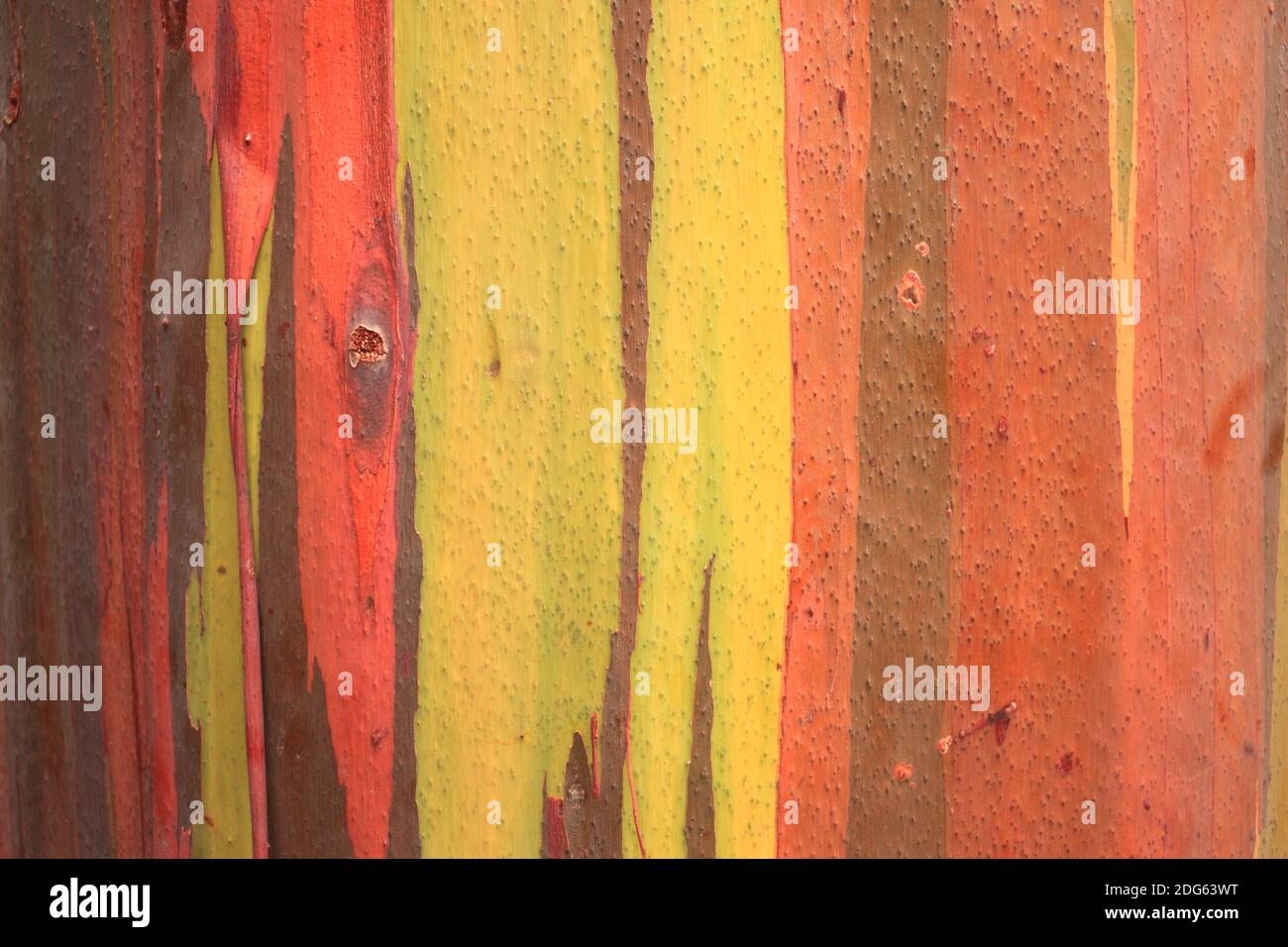Trees of colours Stock Photo - Alamy