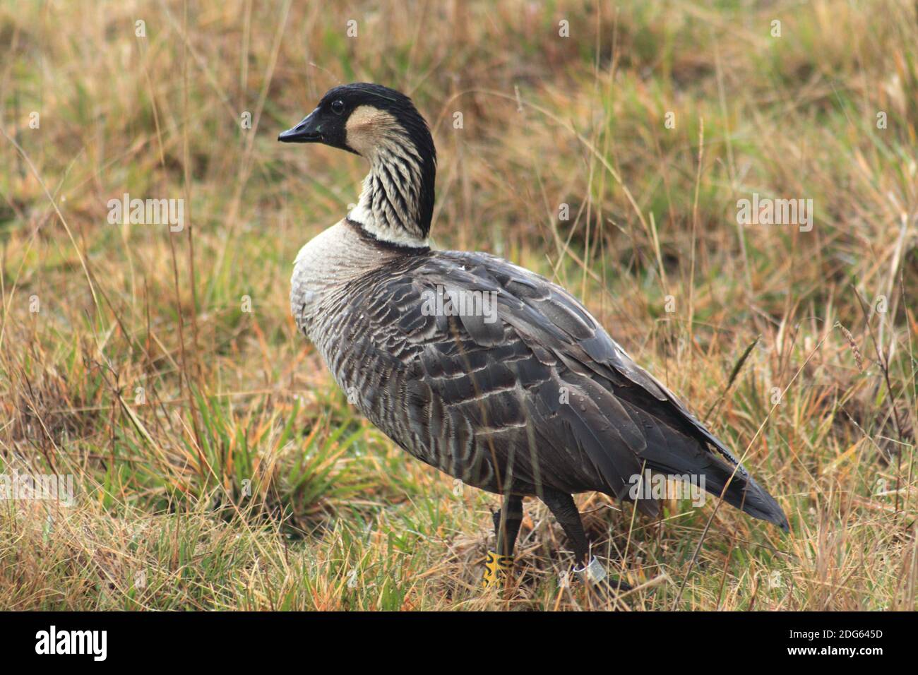 Nene head hi-res stock photography and images - Alamy