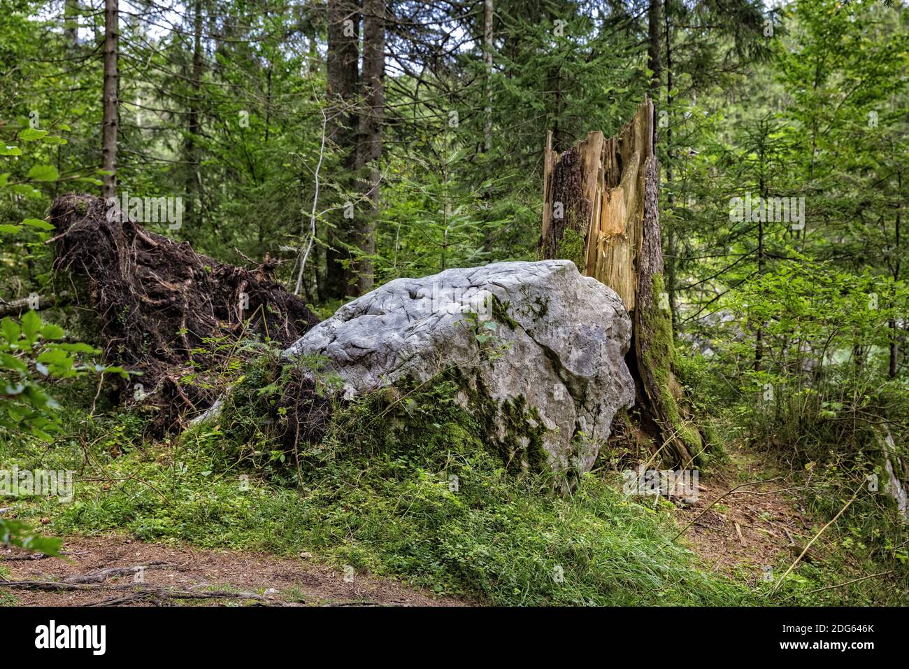 Boulders in the woods Stock Photo - Alamy