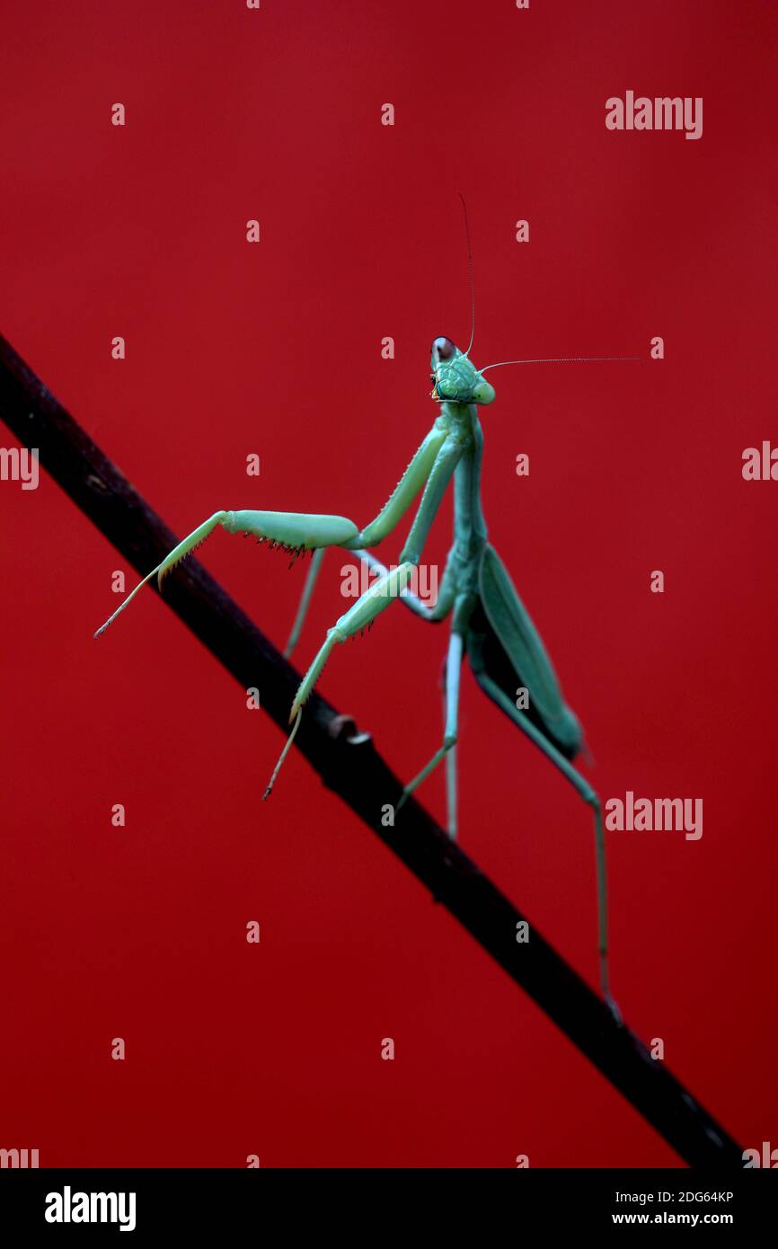 Giant green praying mantis hi-res stock photography and images - Alamy