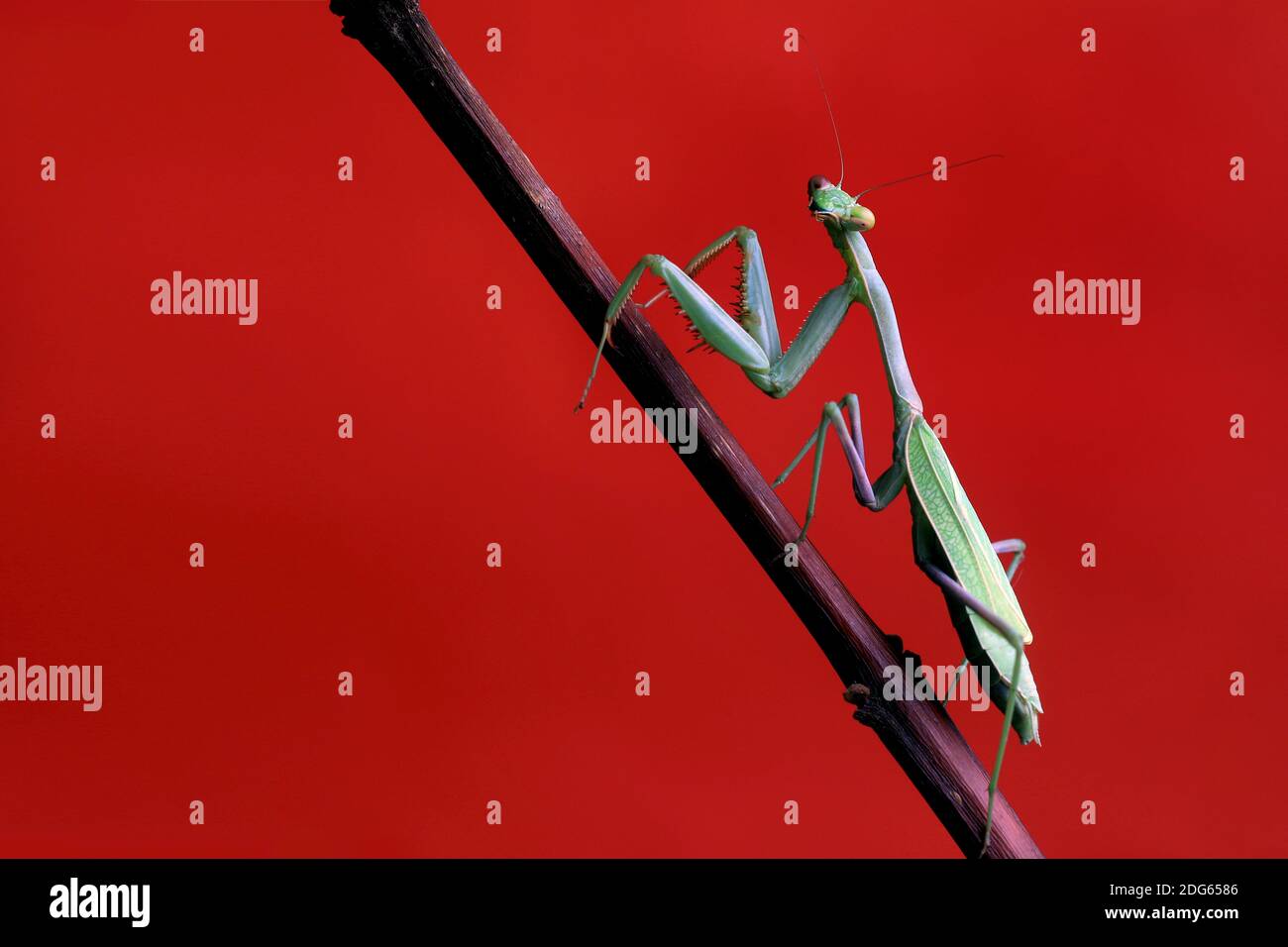 Detailed Green Praying Mantis on Red Background Stock Photo - Alamy