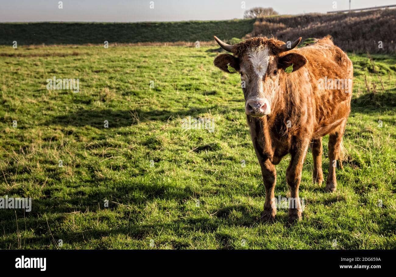 Rindvieh hi-res stock photography and images - Alamy