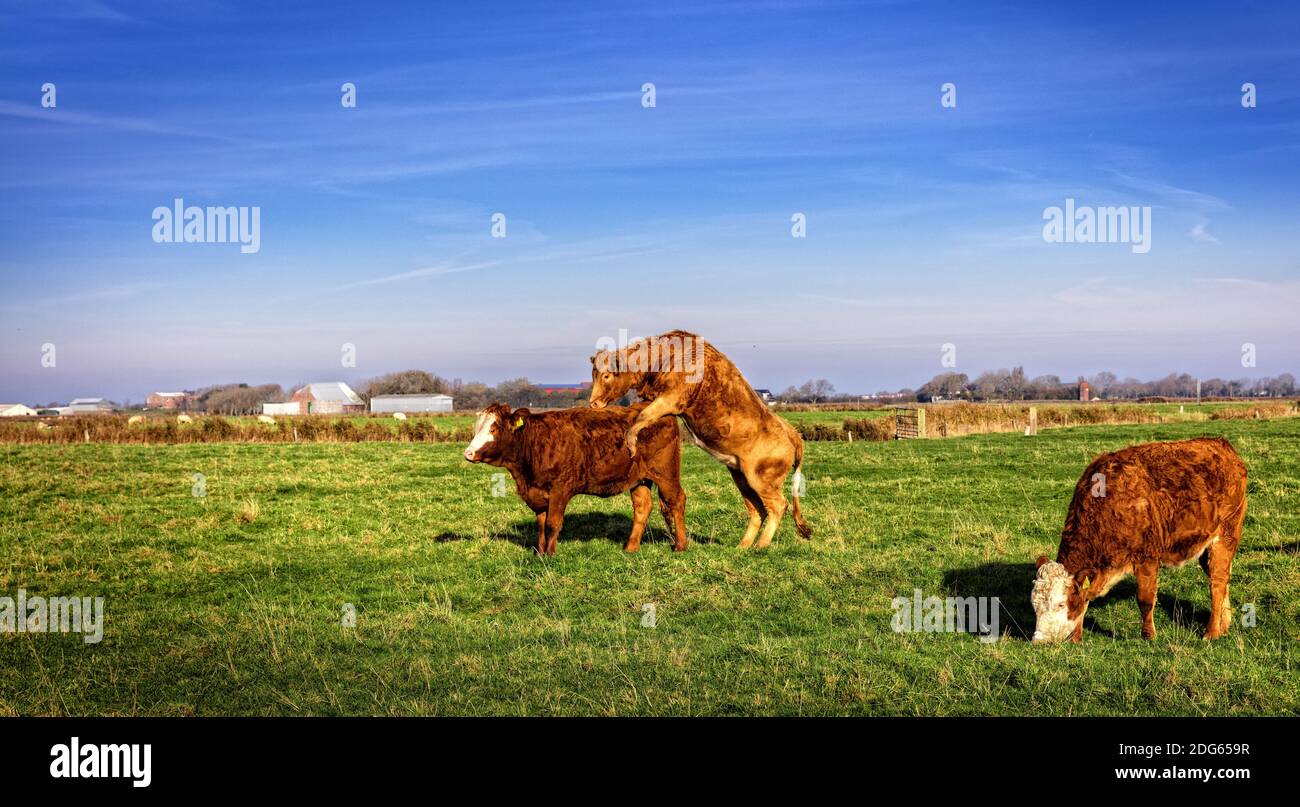 Rindvieh hi-res stock photography and images - Alamy